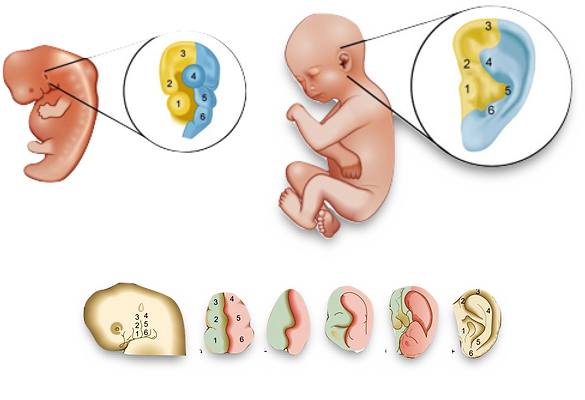 What Causes Microtia? - What are the Causes of Microtia Formation?